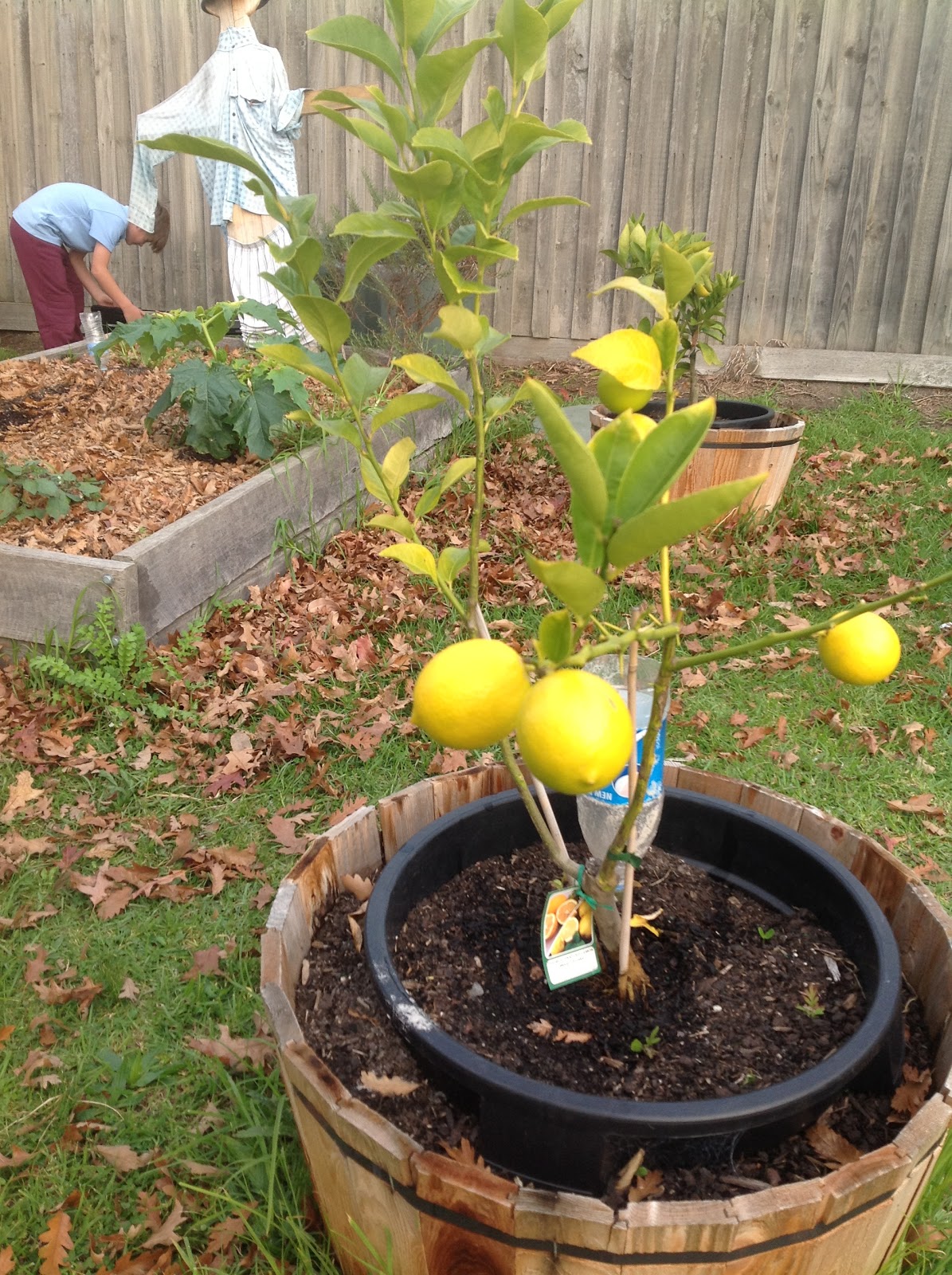 Learning with Middle S: Our Mini Orchard